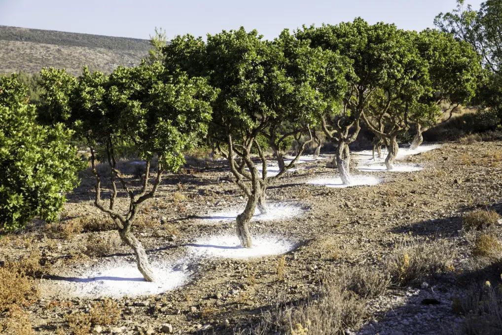 Mastiha: The "Tears of Chios," an Ancient Superfood for Modern Wellnes ...